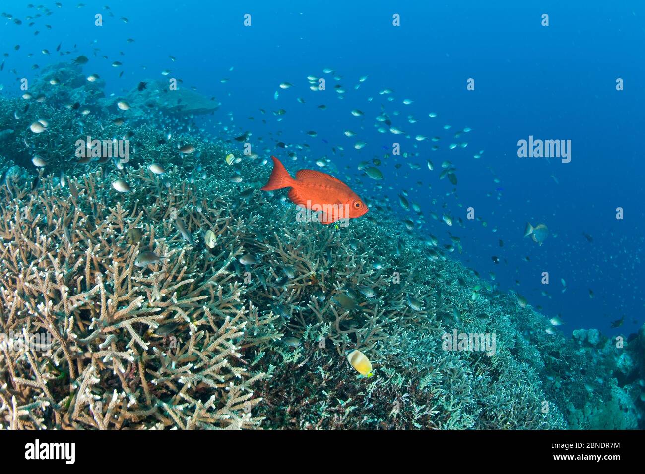 Crescent-tail bigeye (Priacanthus hamrur) Crystal Bay, Nusa Penida ...