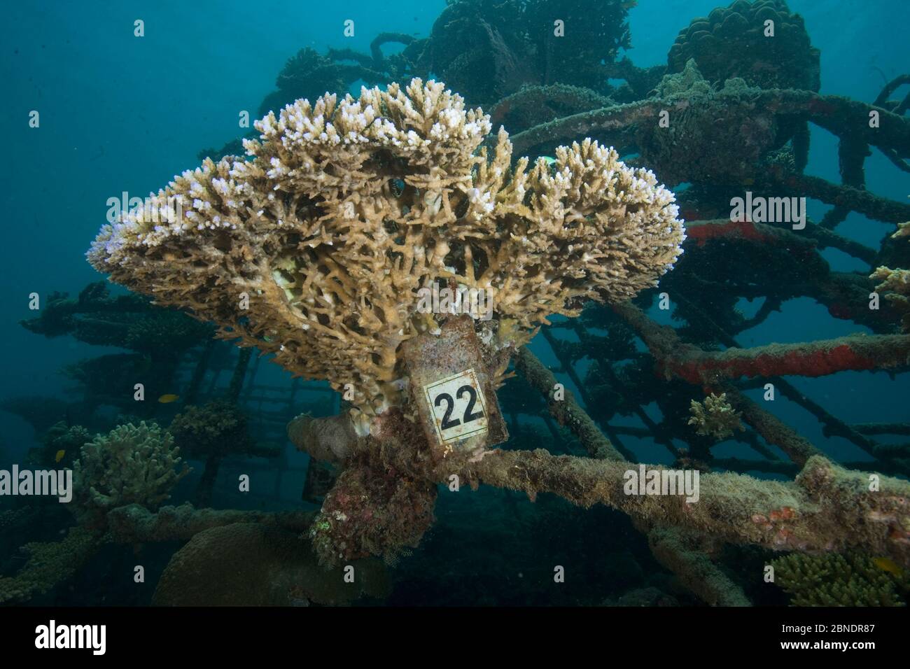 Hard coral with number for research, growing on structure of bio-rock ...