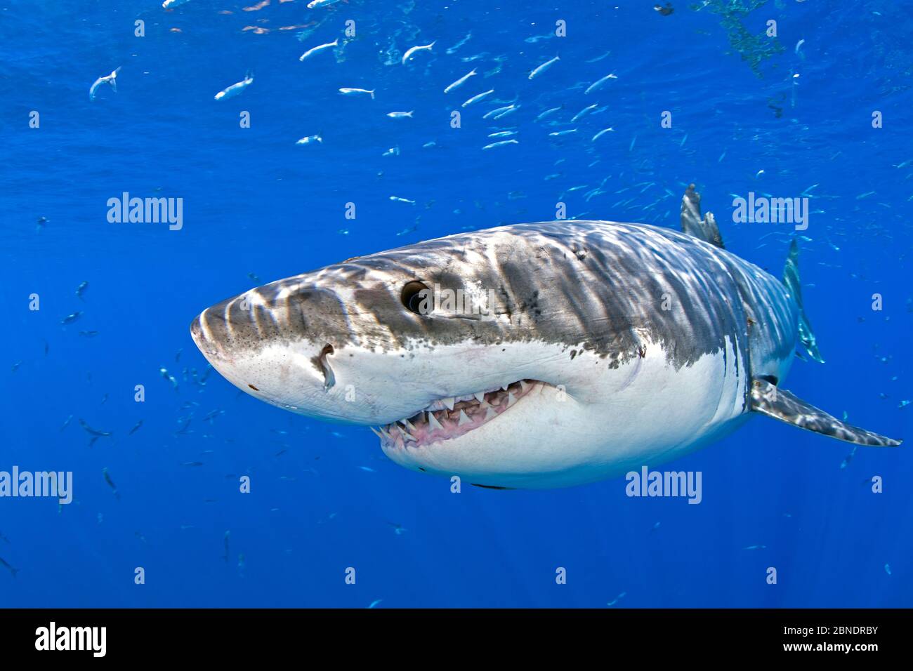 Great white shark (Carcharodon carcharias) with shoal of fish ...