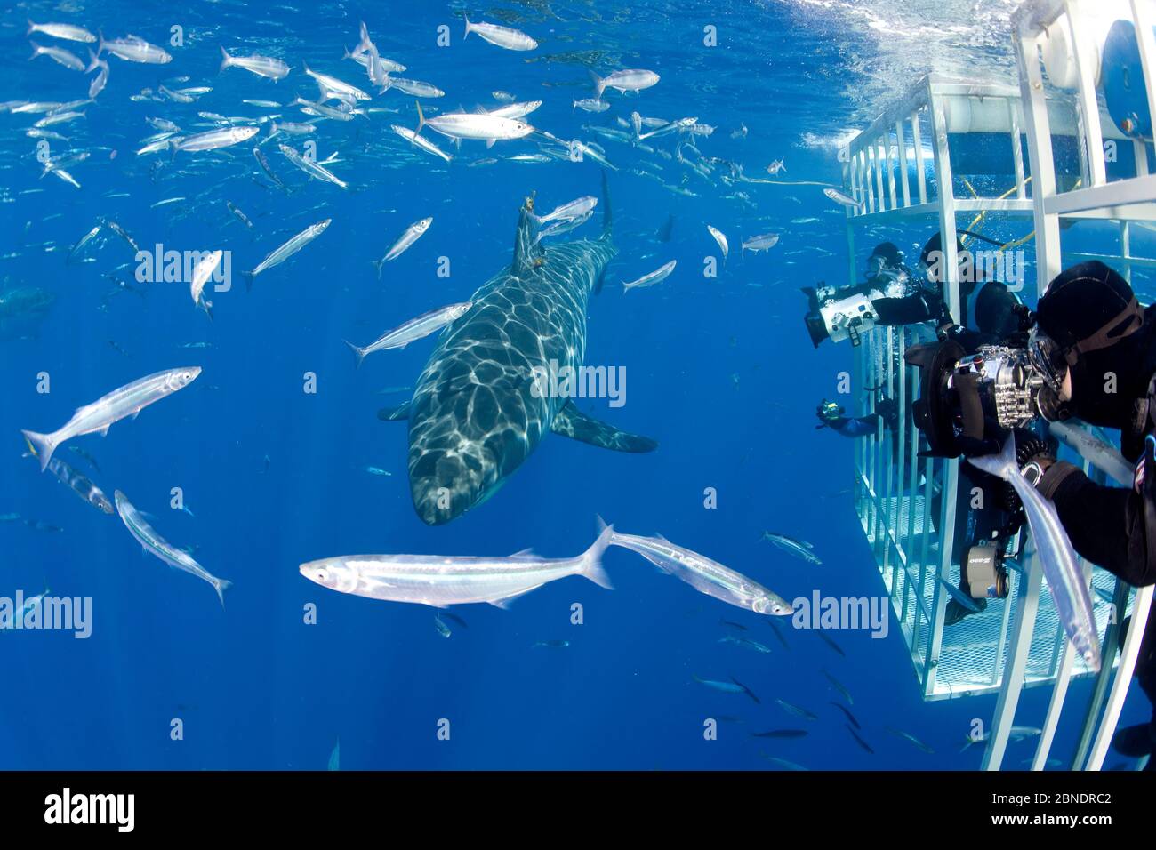 Scuba diver photographing Great white shark, (Carcharodon carcharias ... Scuba diver photographing Great white shark, (Carcharodon carcharias ...