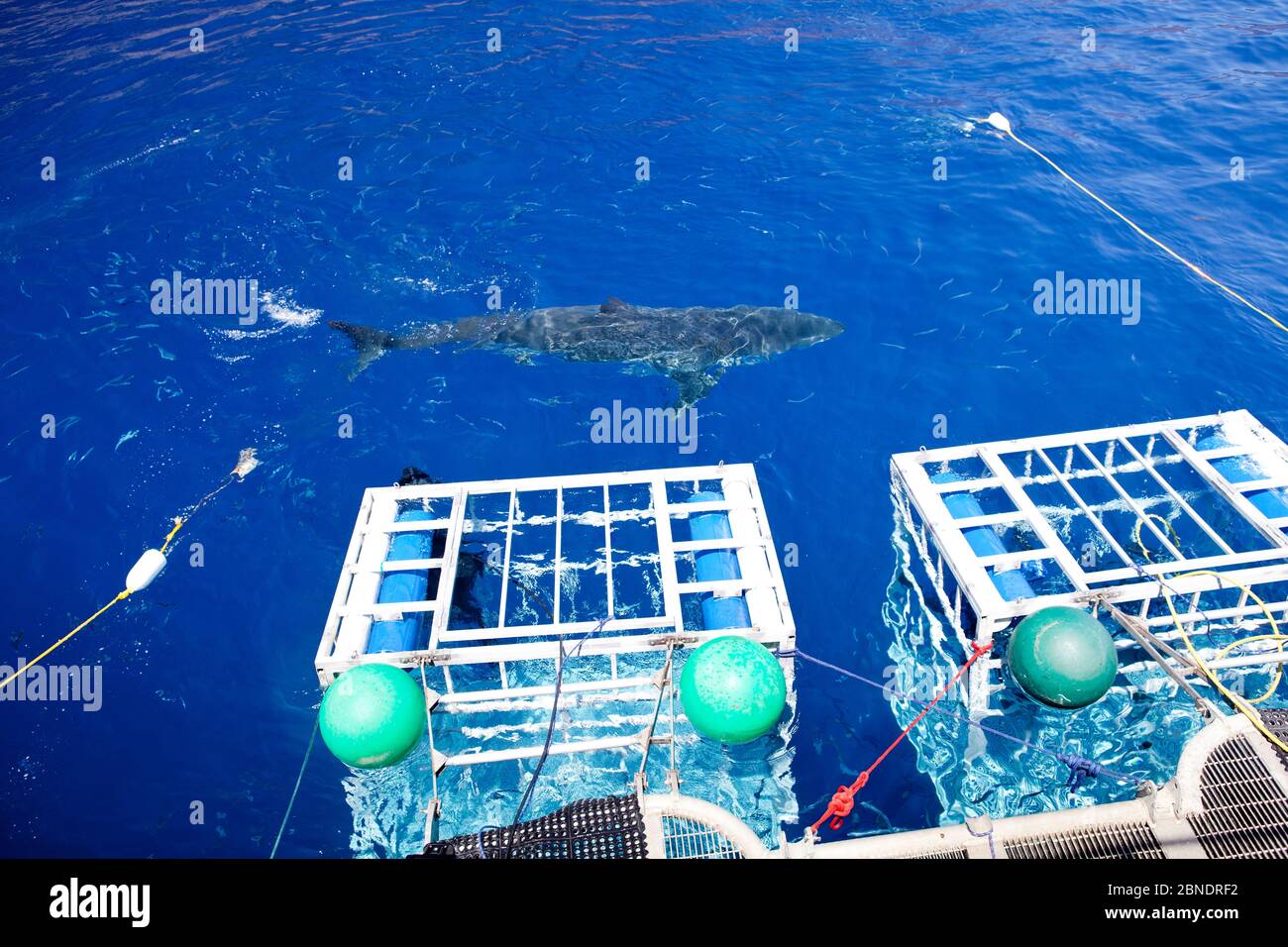 Underwater cages hi-res stock photography and images - Alamy