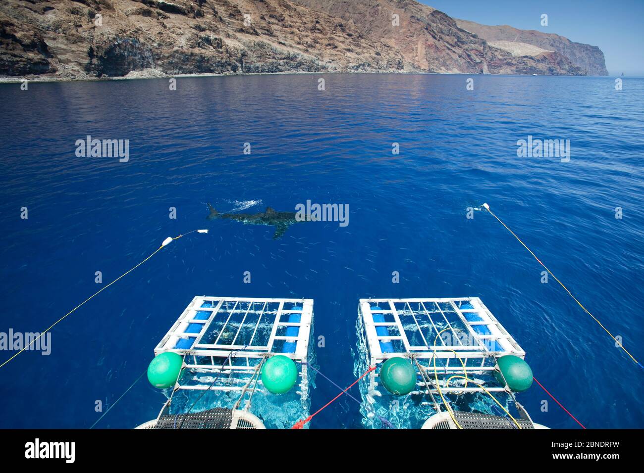 Great white shark (Carcharodon carcharias) swimming in front of scuba ...
