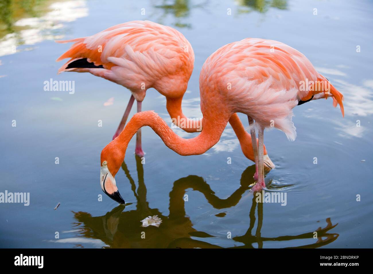 Caribbean flamingo (Phoenicopterus ruber) Santa Lucia, Camaguey, Cuba ...