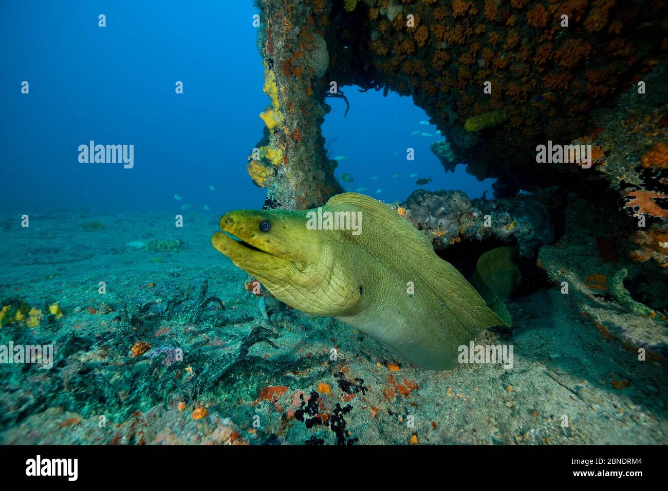 Green moray (Gymnothorax funebris) Santa Lucia, Camaguey, Cuba ...