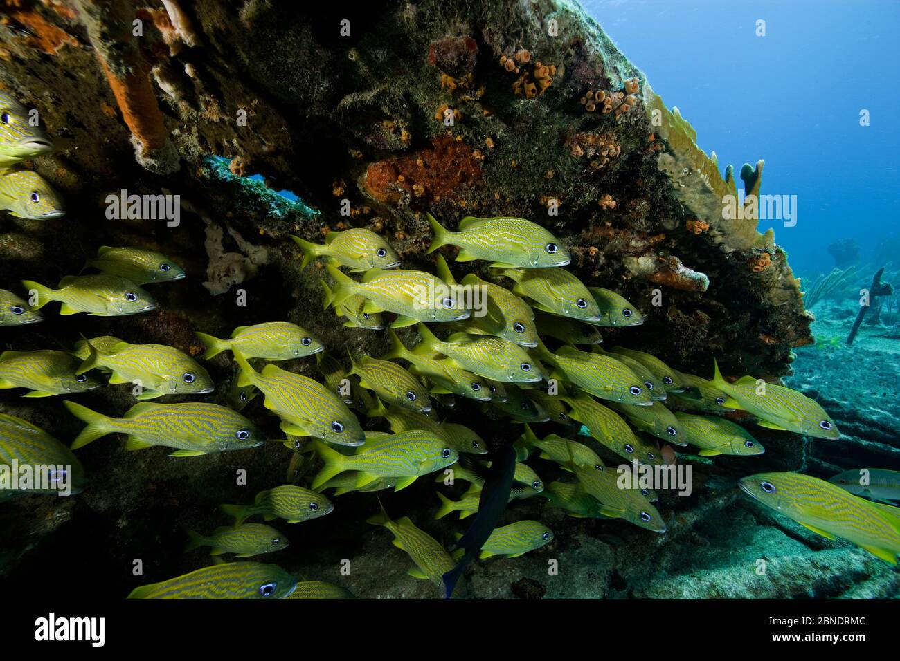 Open mouthed grunt hi-res stock photography and images - Alamy