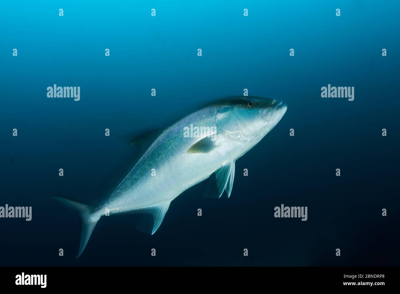 Almaco jack (Seriola rivoliana) Cocos Island National Park, Costa Rica ...