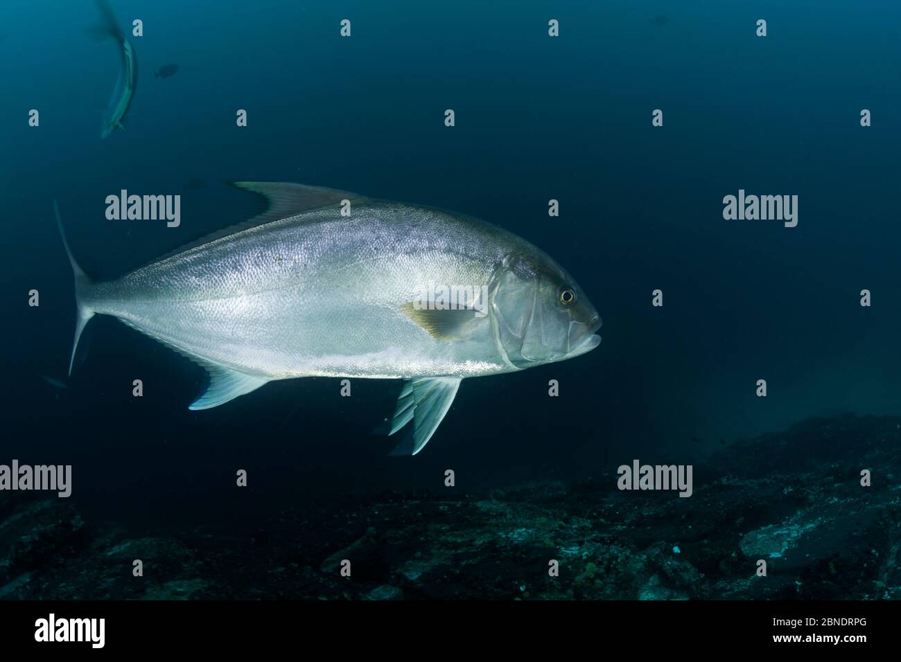 Amberjacks hi-res stock photography and images - Alamy