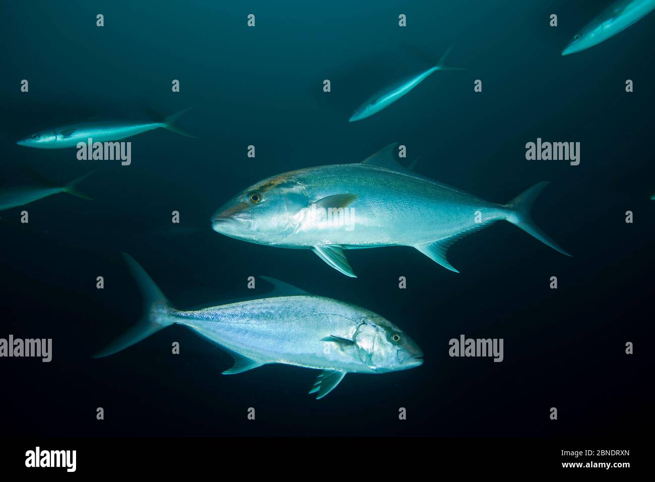 Amberjacks hi-res stock photography and images - Alamy