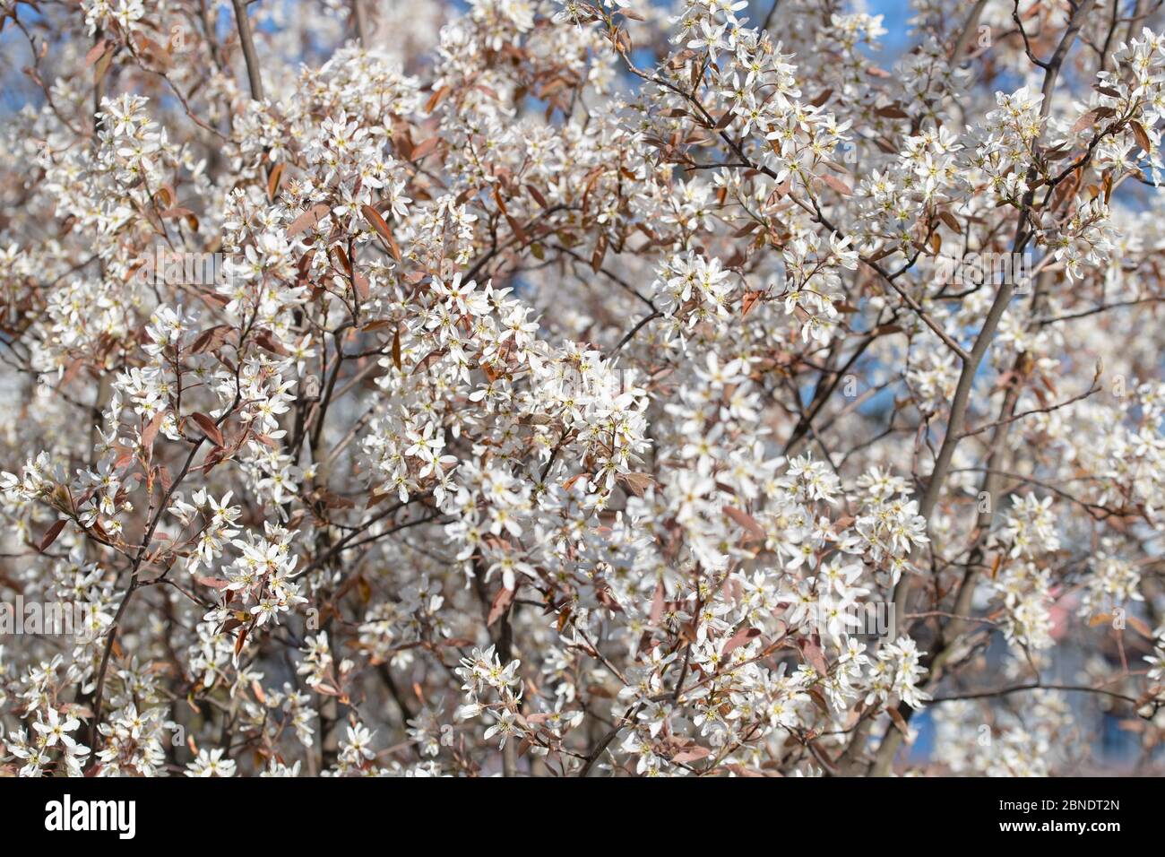 Bloosoms of the rock pear, Amelanchier lamarckii, in a close-up Stock ...