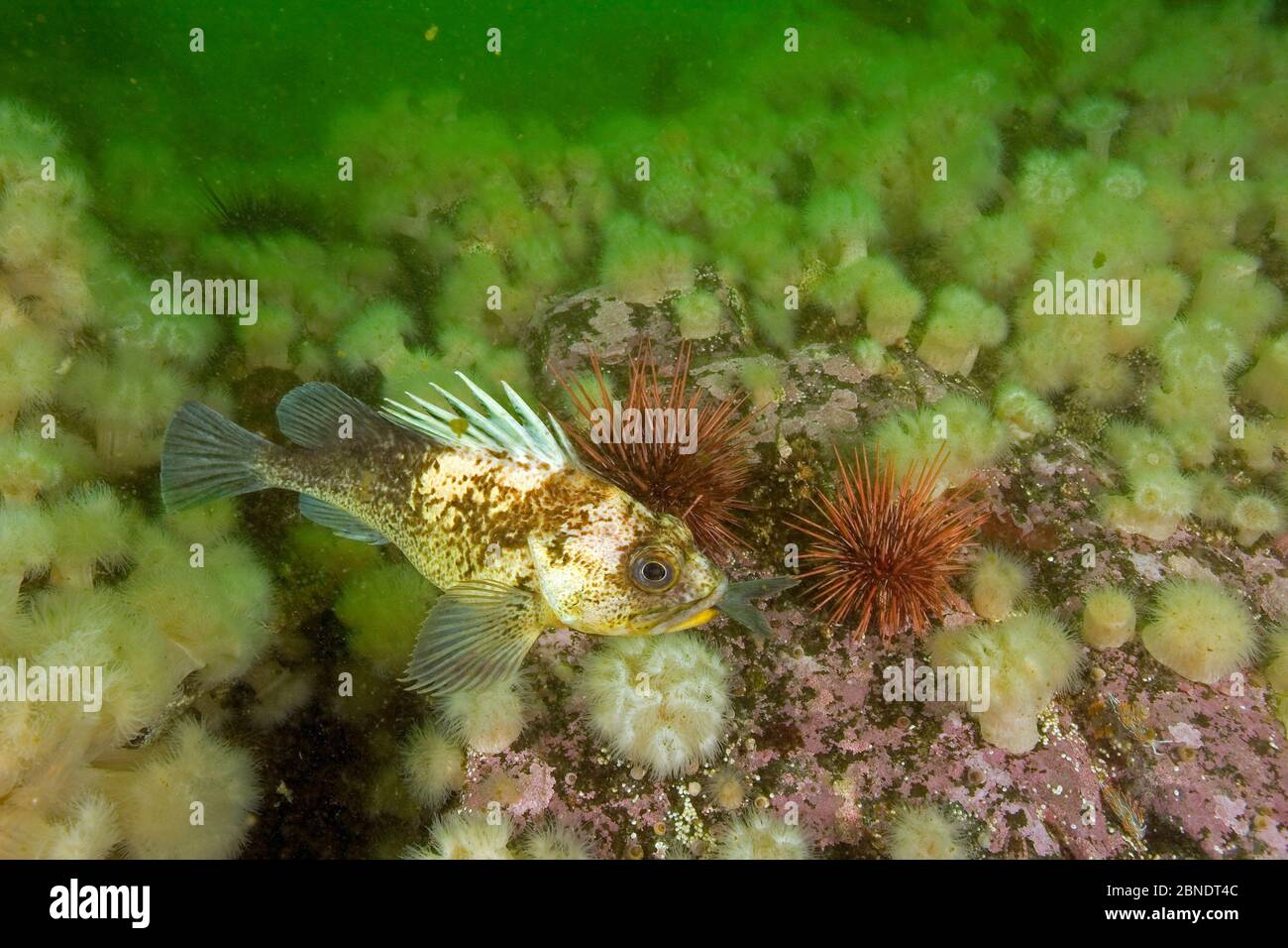 Quillback rockfish (Sebastes maliger) with a fish in the mouth ...
