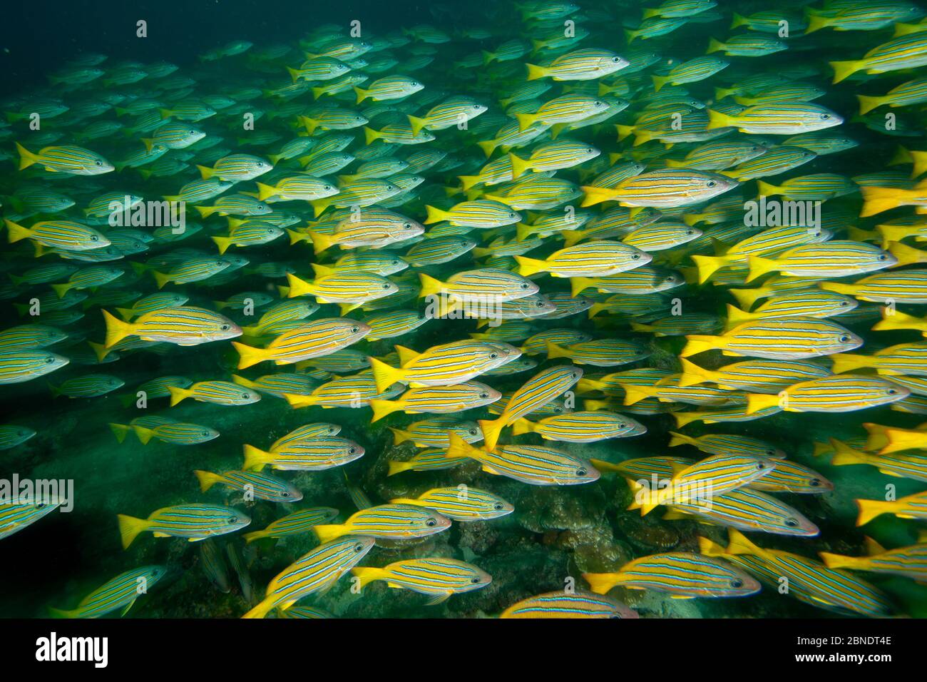 Shoal of Blue and gold snapper (Lutjanus viridis) Cocos Island National ...