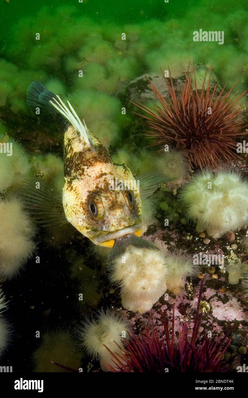 Quillback rockfish (Sebastes maliger) with a fish in the mouth ...
