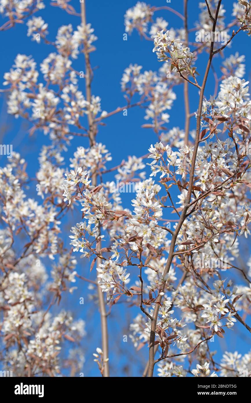 Bloosoms of the rock pear, Amelanchier lamarckii, in a close-up Stock ...