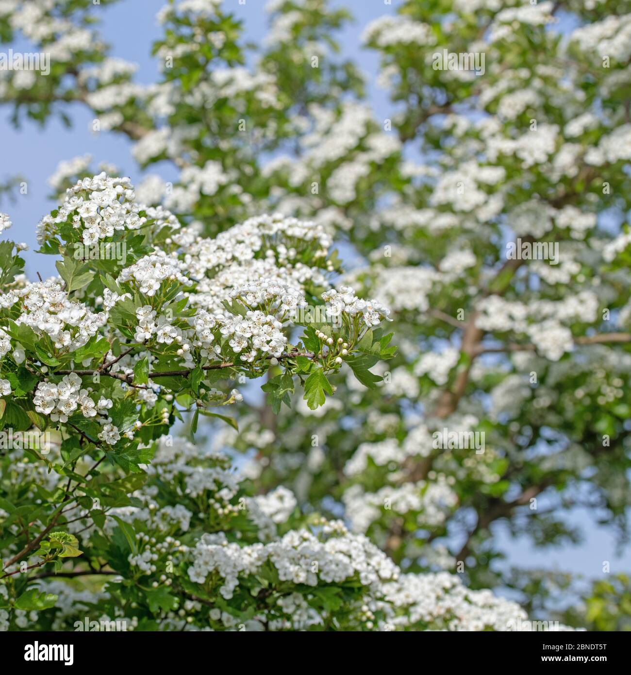 Flowering hawthorn, crataegus, in spring Stock Photo - Alamy