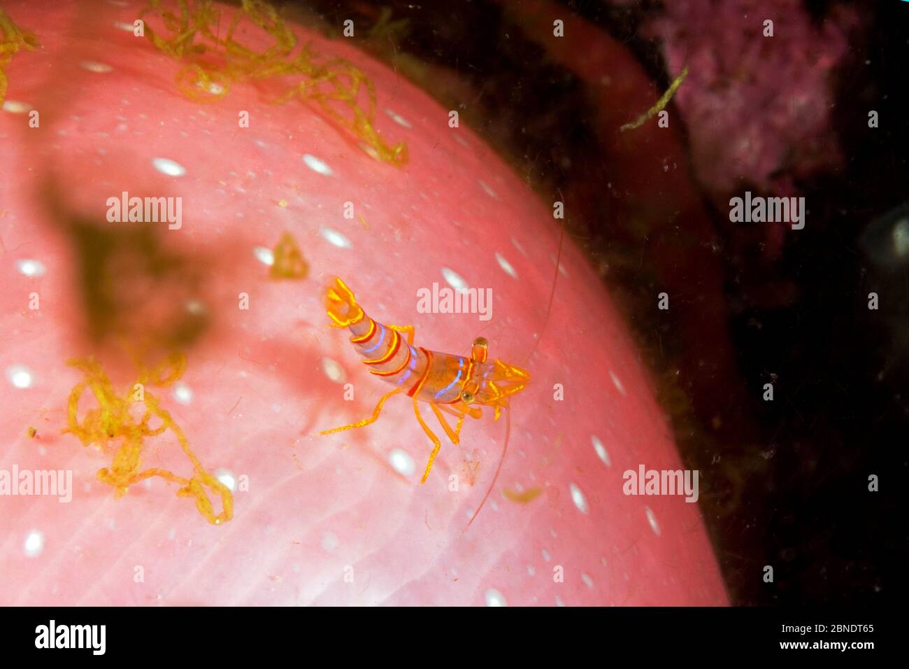 Lebbeus grandimanus hi-res stock photography and images - Alamy