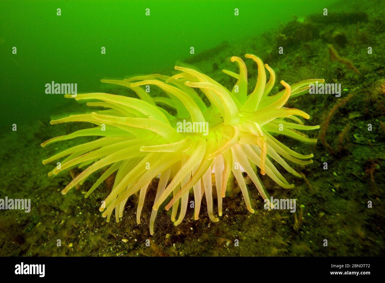 Giant green anemone (Anthopleura xanthogrammica) Vancouver Island ...