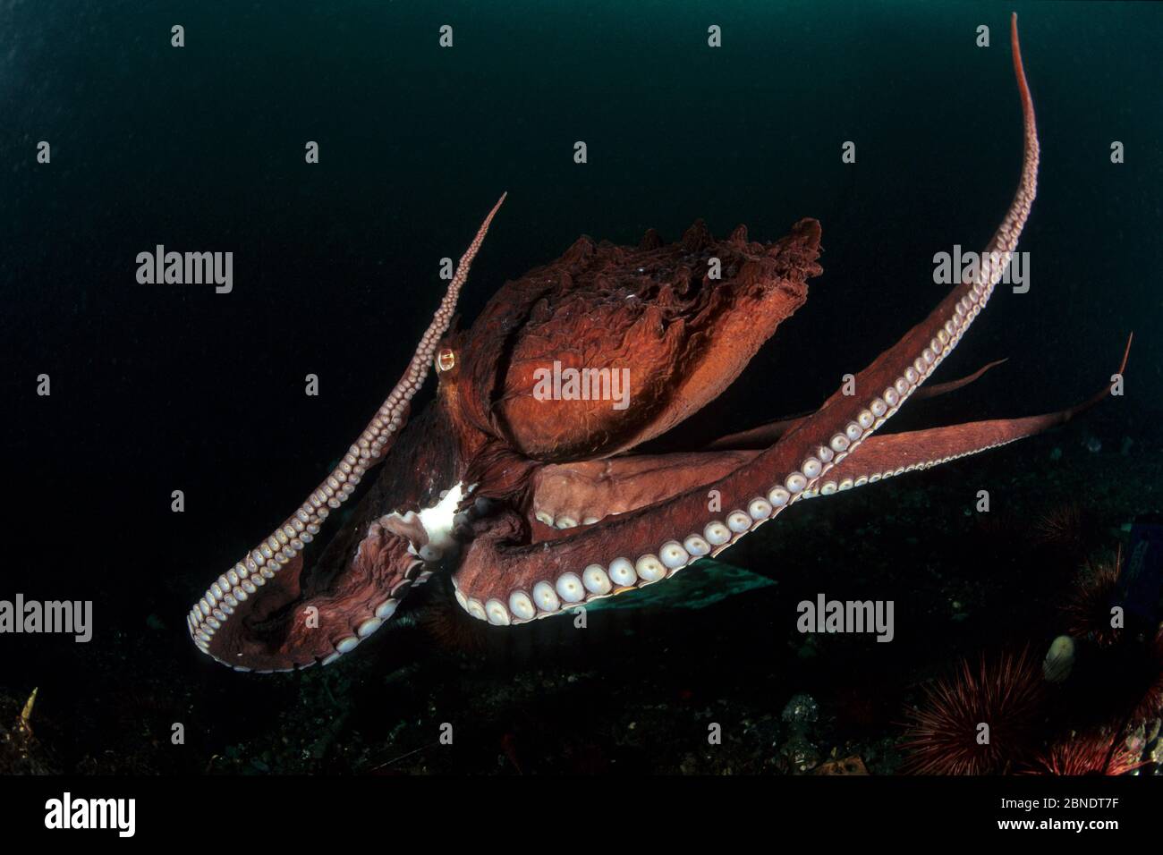 Pacific octopus (Octopus dofleini) Vancouver Island, British Columbia ...