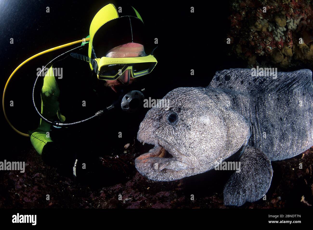 Scuba diver and Wolf eel (Anarrhichthys ocellatus) Vancouver Island ...