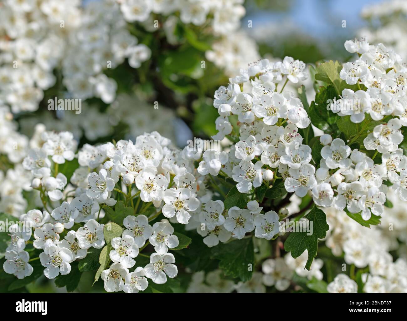 Flowering Hawthorn High Resolution Stock Photography and Images - Alamy