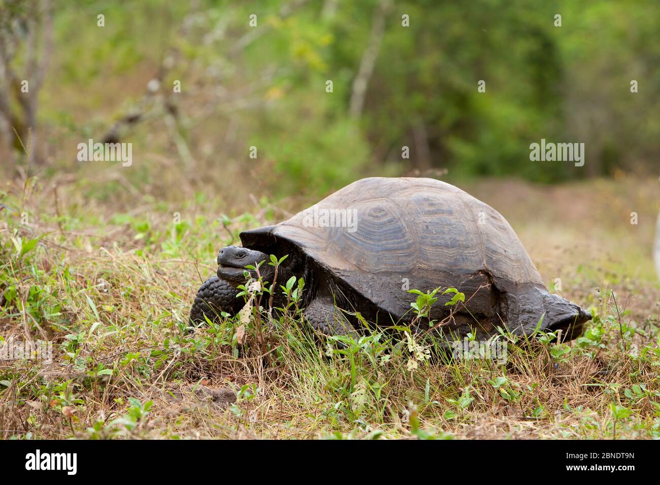 Galapagos giant tortoise (Geochelone elephantopus) Alcedo, Galapagos ...