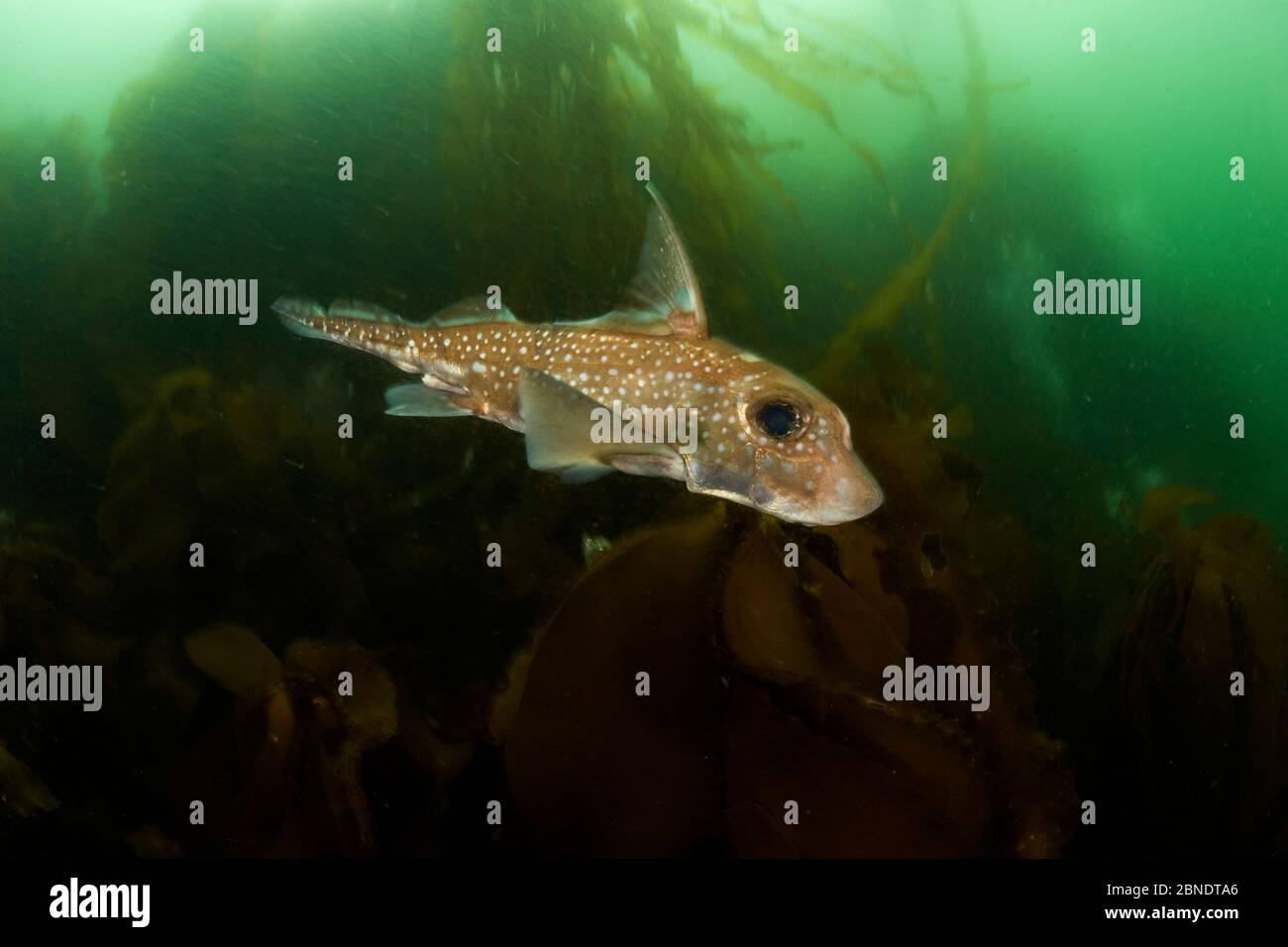 Spookfish hi-res stock photography and images - Alamy