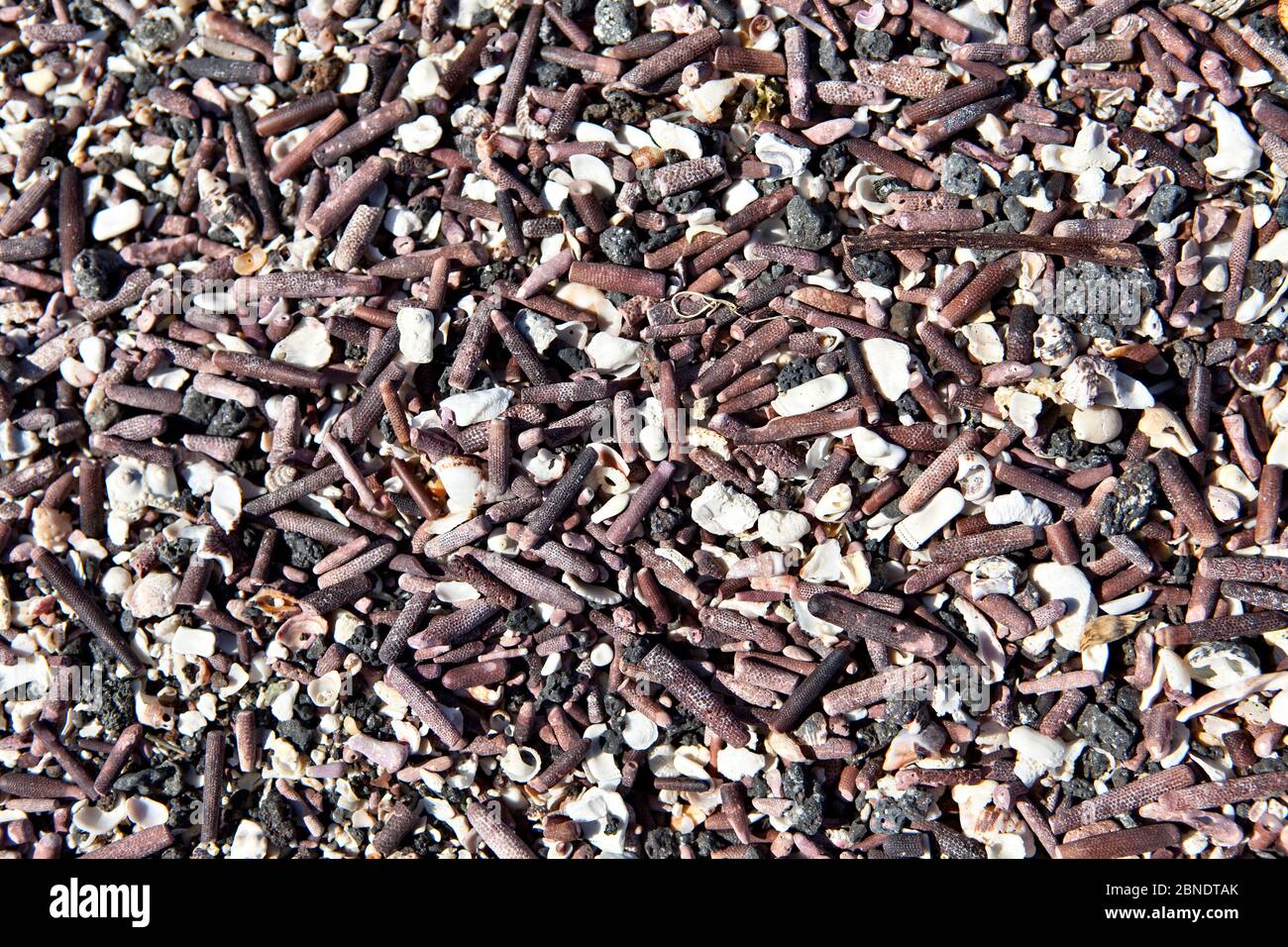 Remains of sea urchins and shells on beach, Punta Espinosa, Fernandina ...