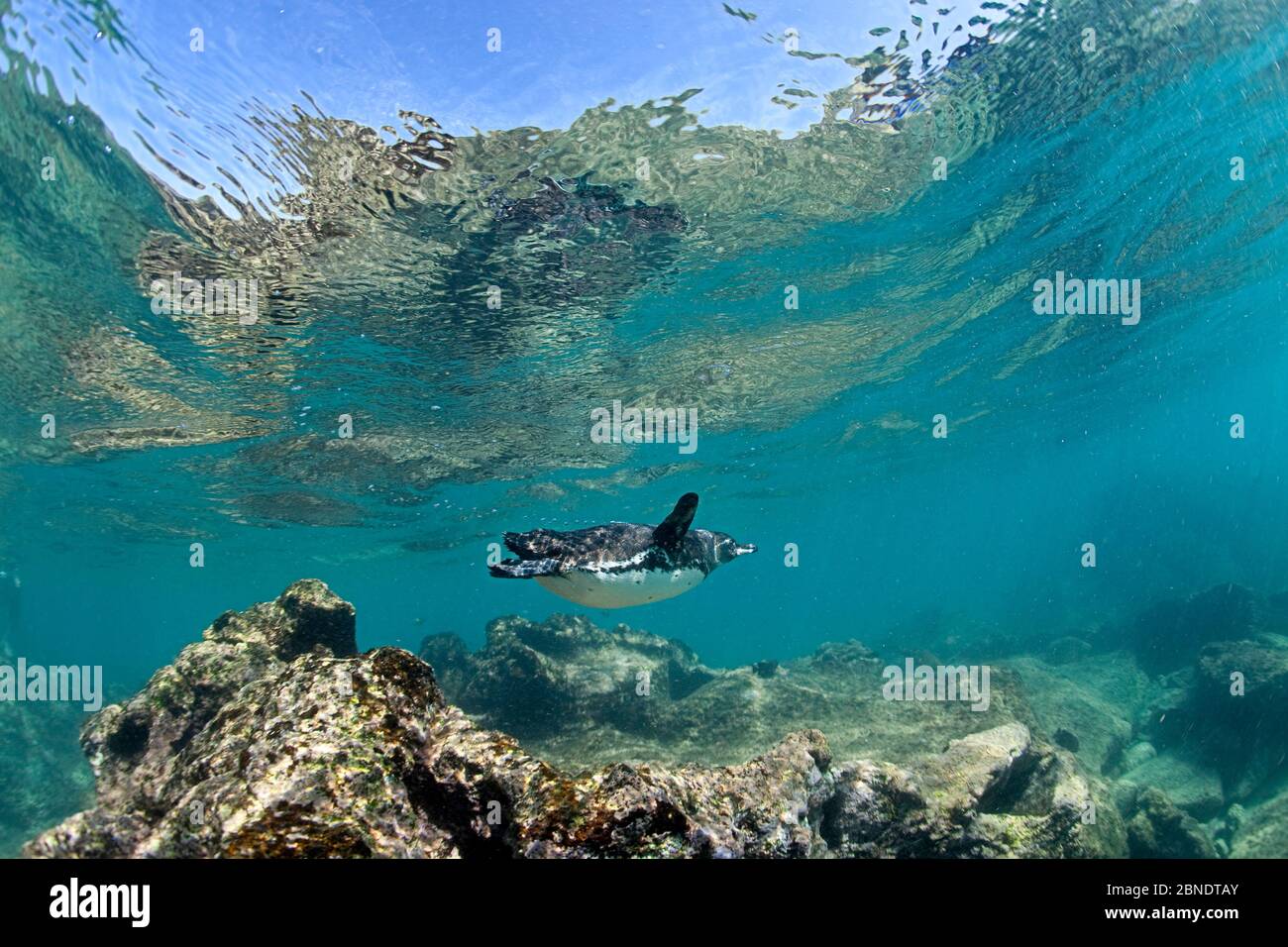 Galapagos penguin (Spheniscus mendiculus) underwater, Bartholome Island ...