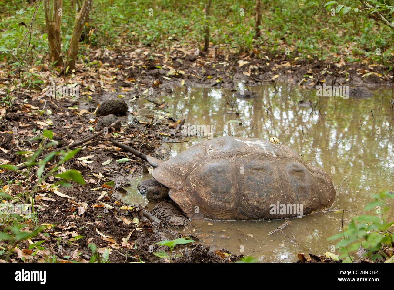 Galapagos giant tortoise (Geochelone elephantopus) wallowing in mud ...