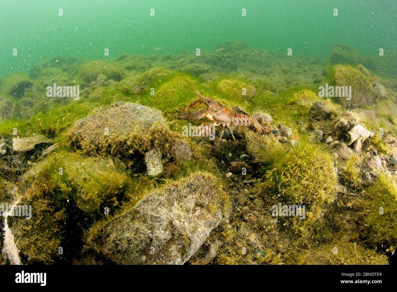North american crayfish hi-res stock photography and images - Alamy