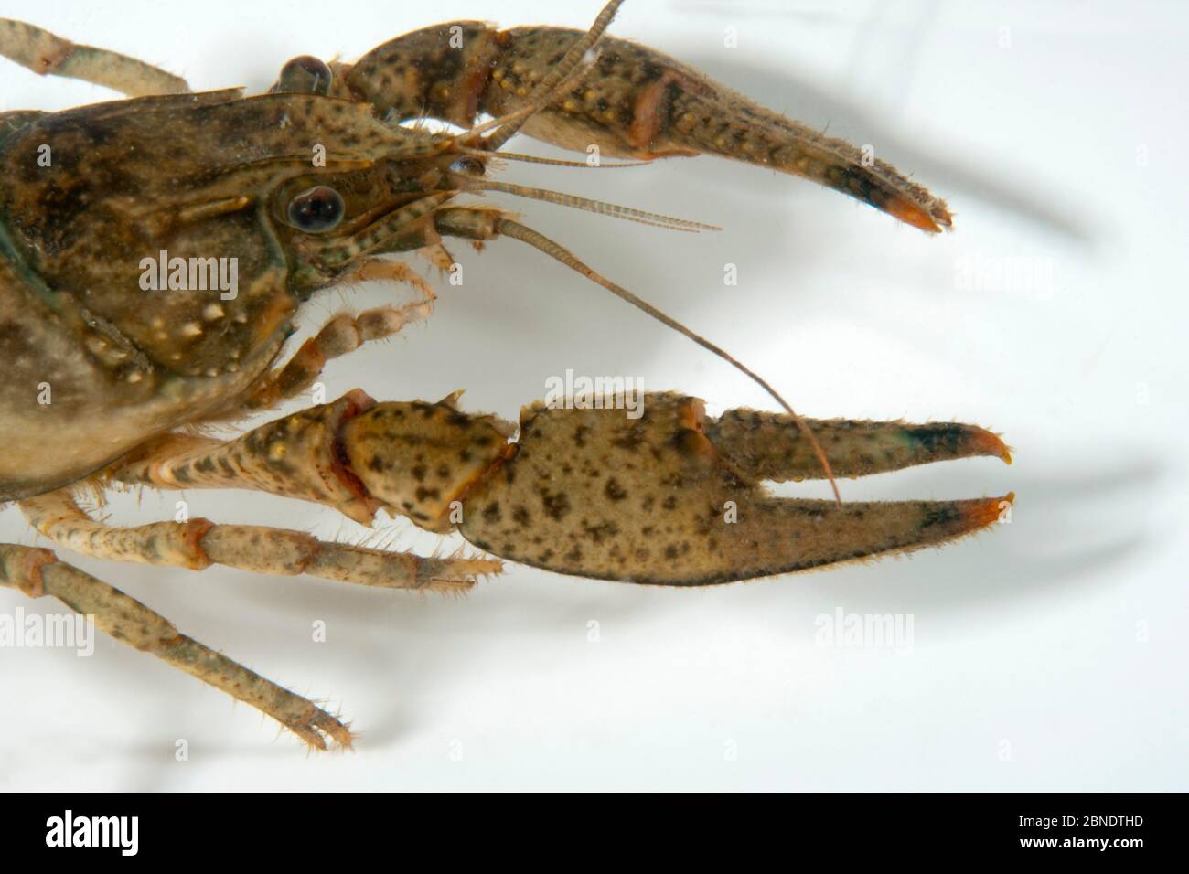 North american crayfish hi-res stock photography and images - Alamy
