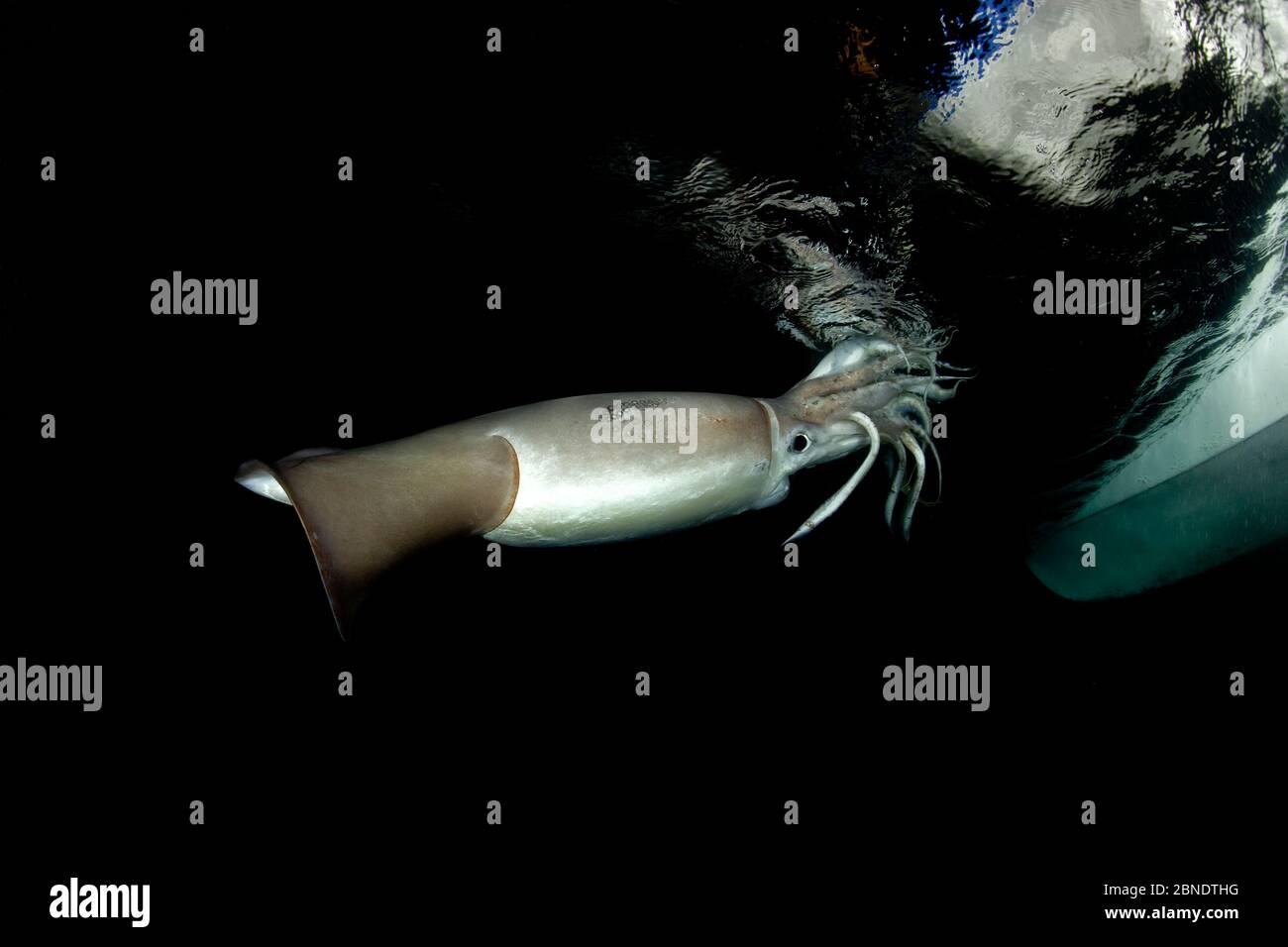 Humboldt squid (Dosidicus gigas) under the boat, at night off Loreto, Sea of Cortez, Baja ...