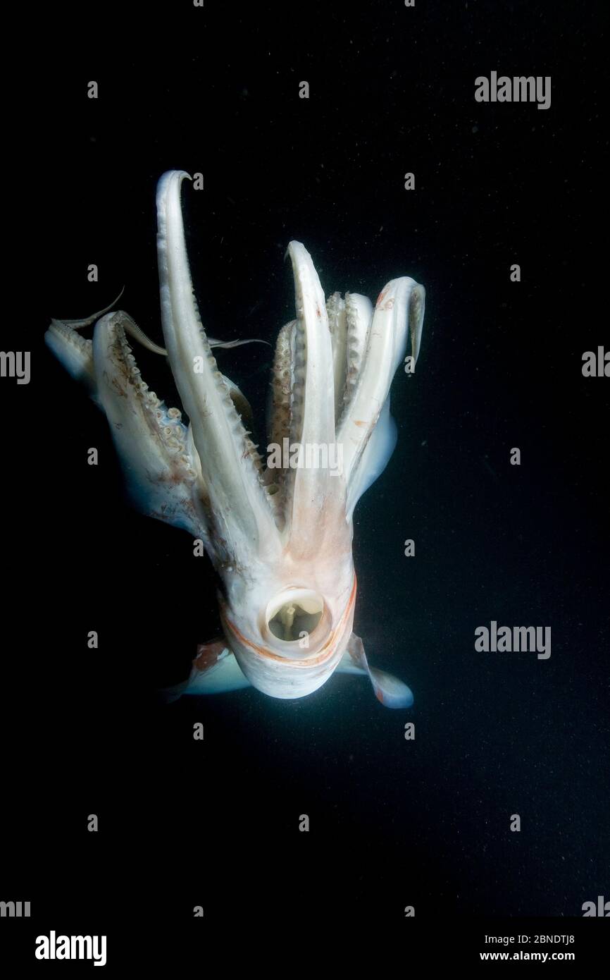 Humboldt squid (Dosidicus gigas) at night off Loreto, Sea of Cortez, Baja California, Mexico ...