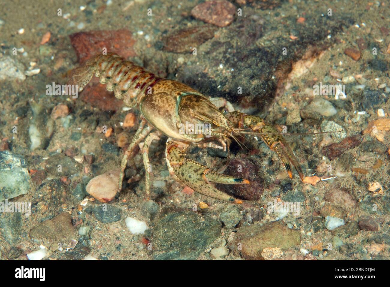 North american crayfish hi-res stock photography and images - Alamy