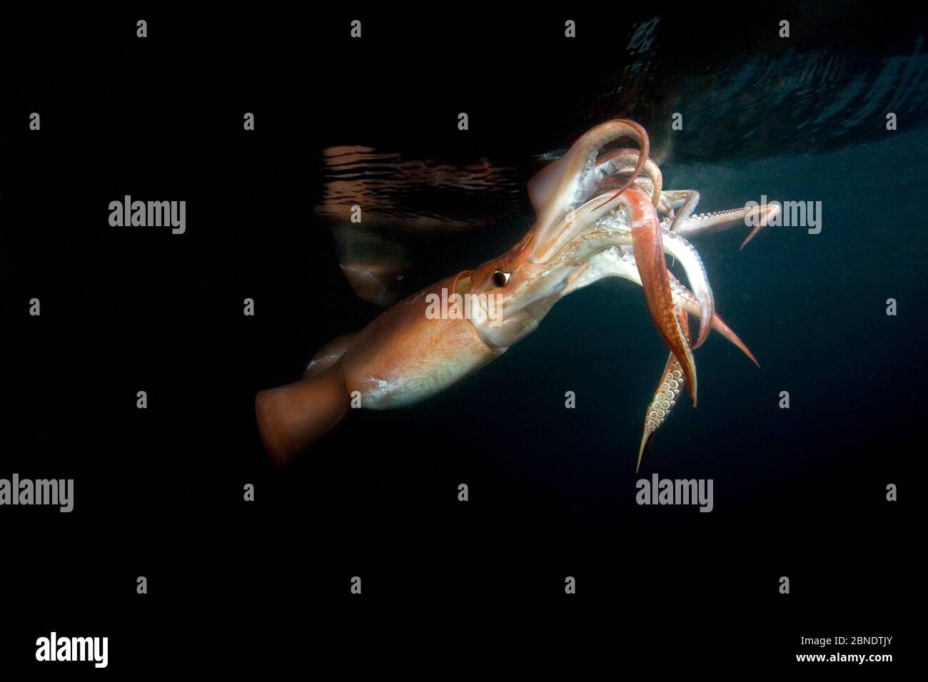 Humboldt squid (Dosidicus gigas) at night off Loreto, Sea of Cortez ...