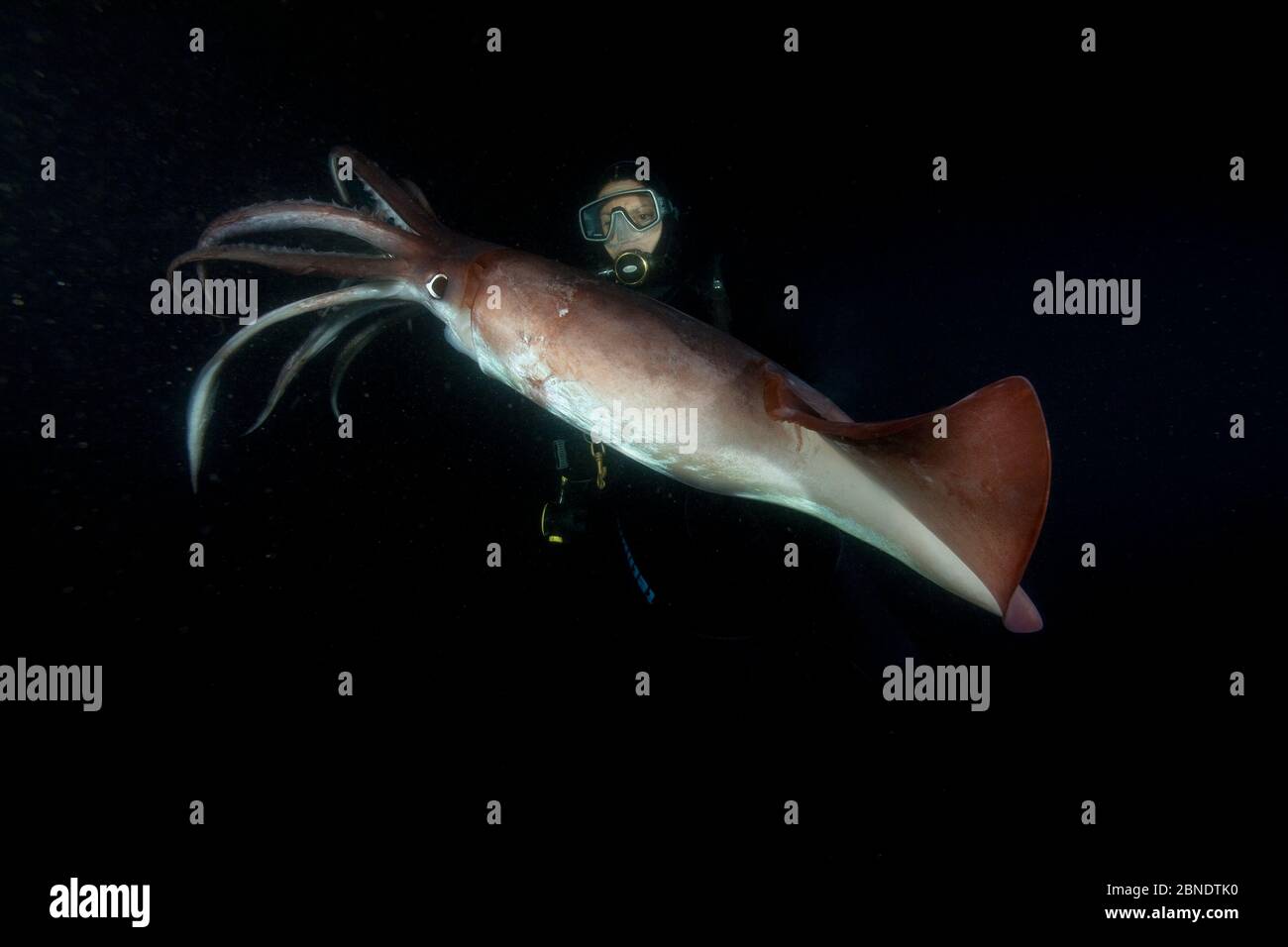 Scuba diver and Humboldt squid (Dosidicus gigas) at night off Loreto ...