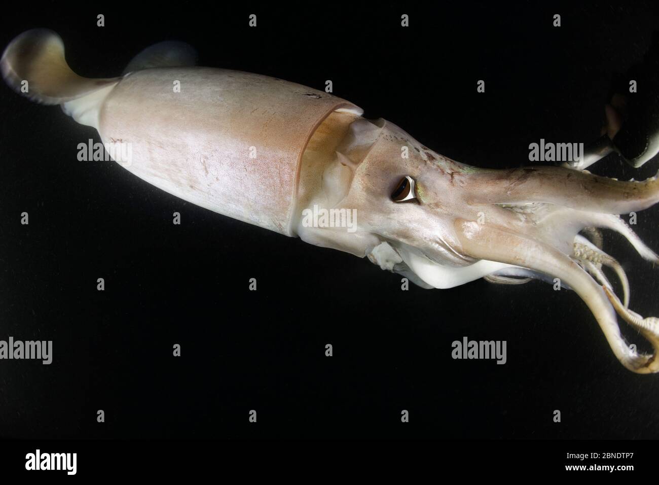 Humboldt squid (Dosidicus gigas) at night off Loreto, Sea of Cortez ...