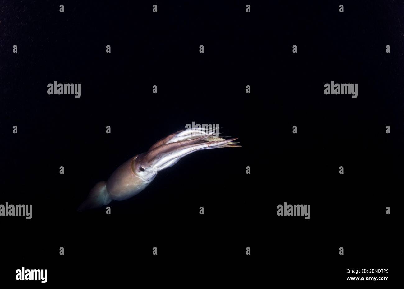 Humboldt squid (Dosidicus gigas) at night off Loreto, Sea of Cortez ...