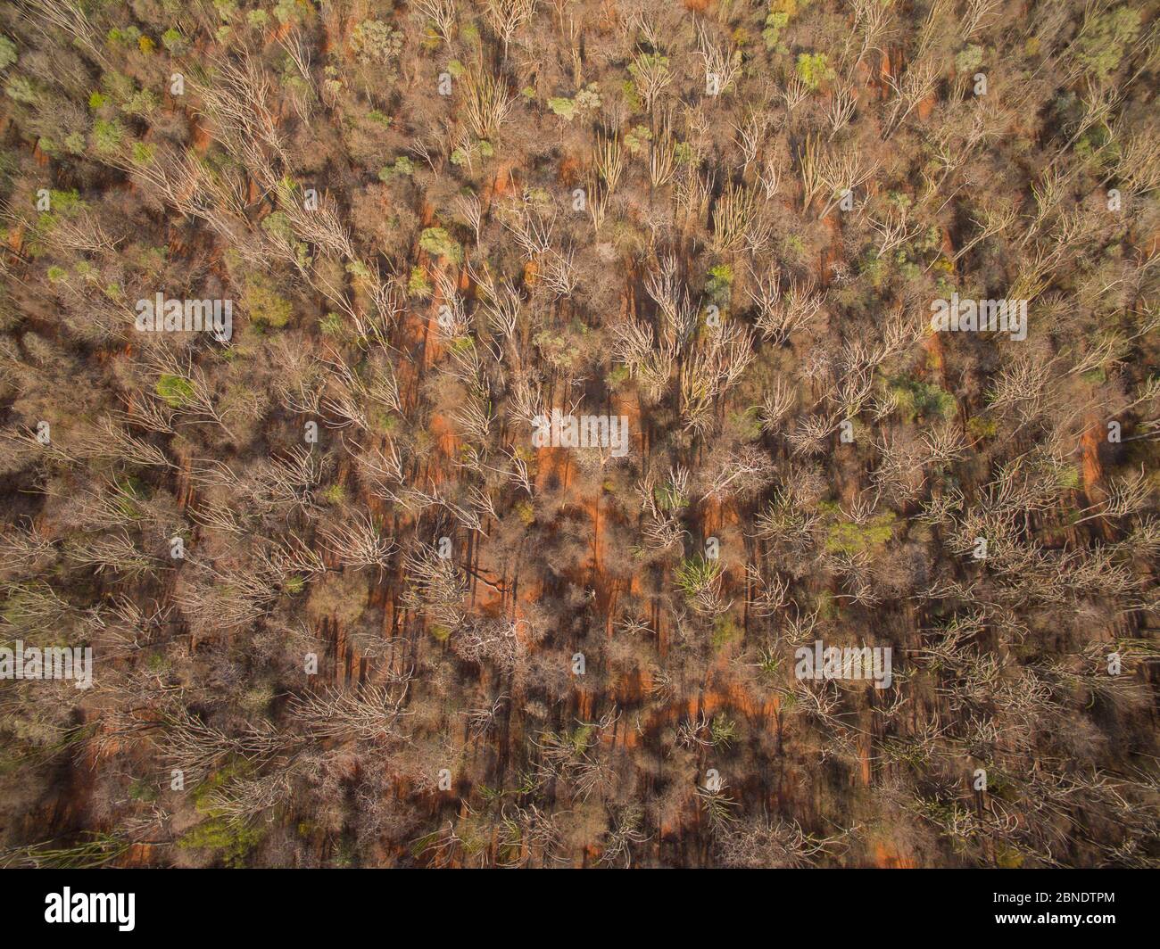 Didierea madagascariensis octopus tree hi-res stock photography and ...