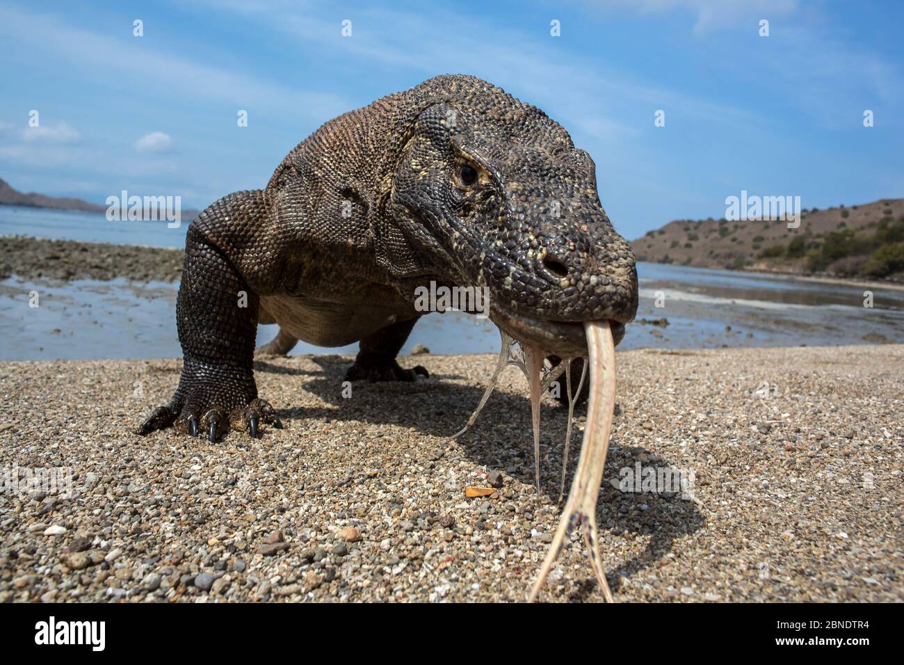 Animal with drool saliva hi-res stock photography and images - Alamy