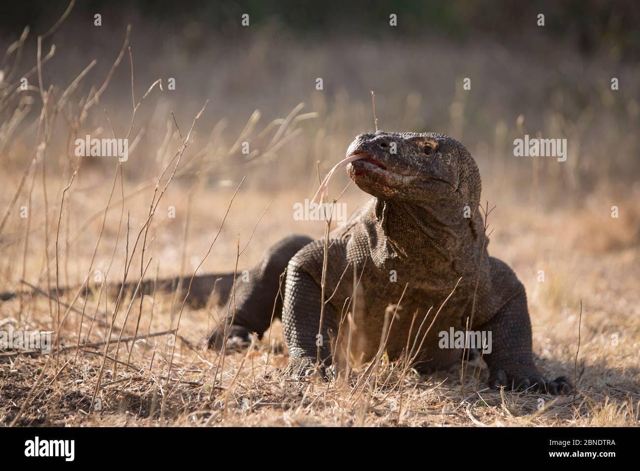 Komodo dragon (Varanus komodoensis) dominant male with tongue extended ...