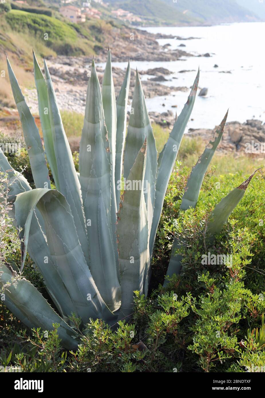Very big leaves of Agave plants and the sea in background Stock Photo ...