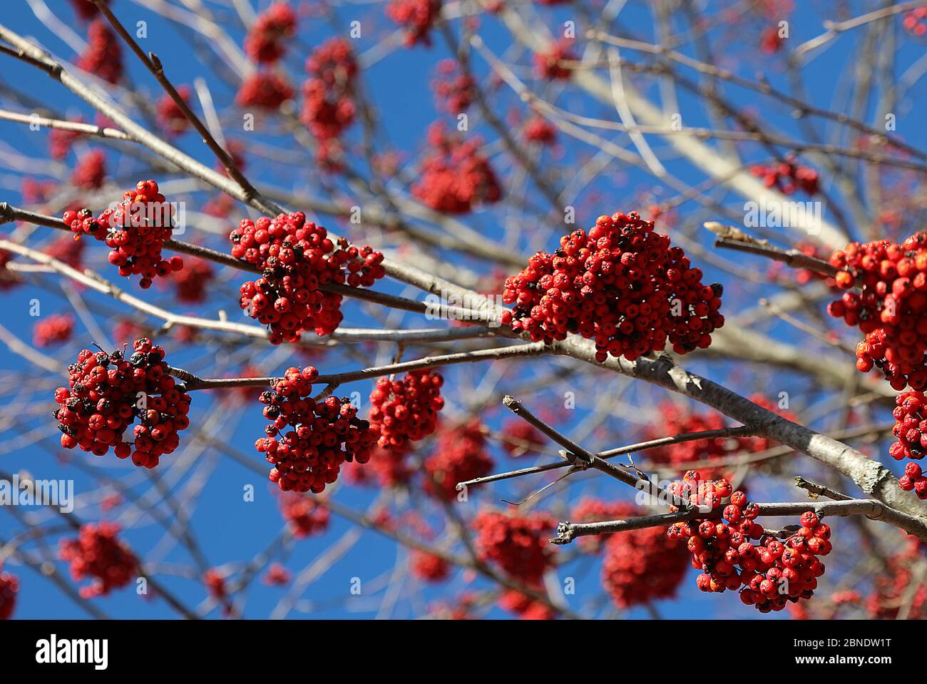 tree with many red berries called Sorbus aucuparia or Sorbo degli ...