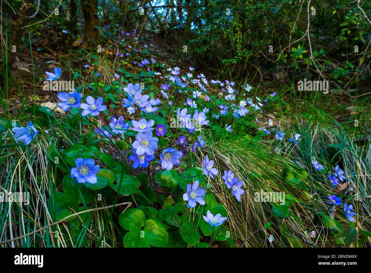 Hepaticas High Resolution Stock Photography and Images - Alamy