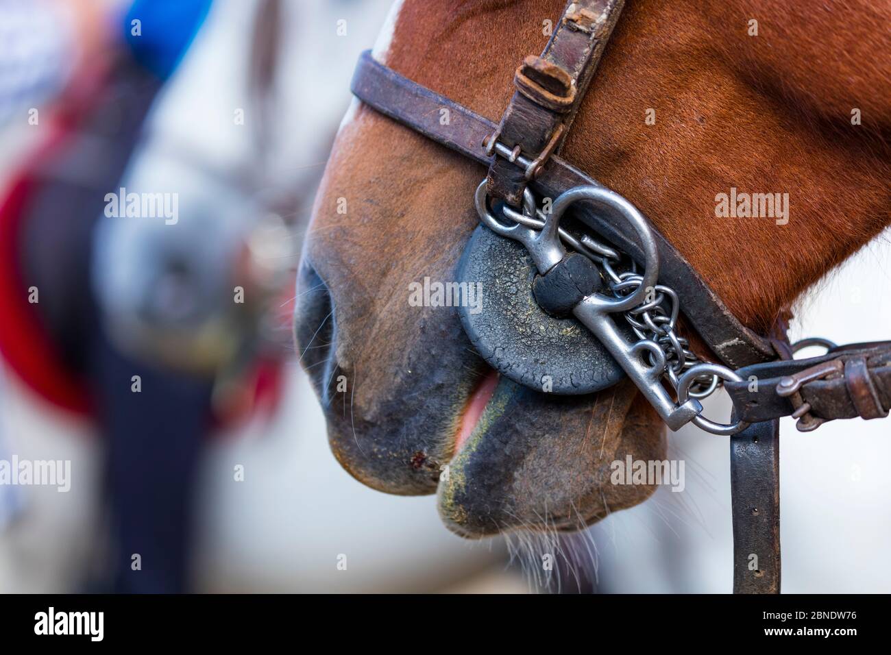 Close up of a bridled horse wearing a pelham bit. Sierra de Gredos ...