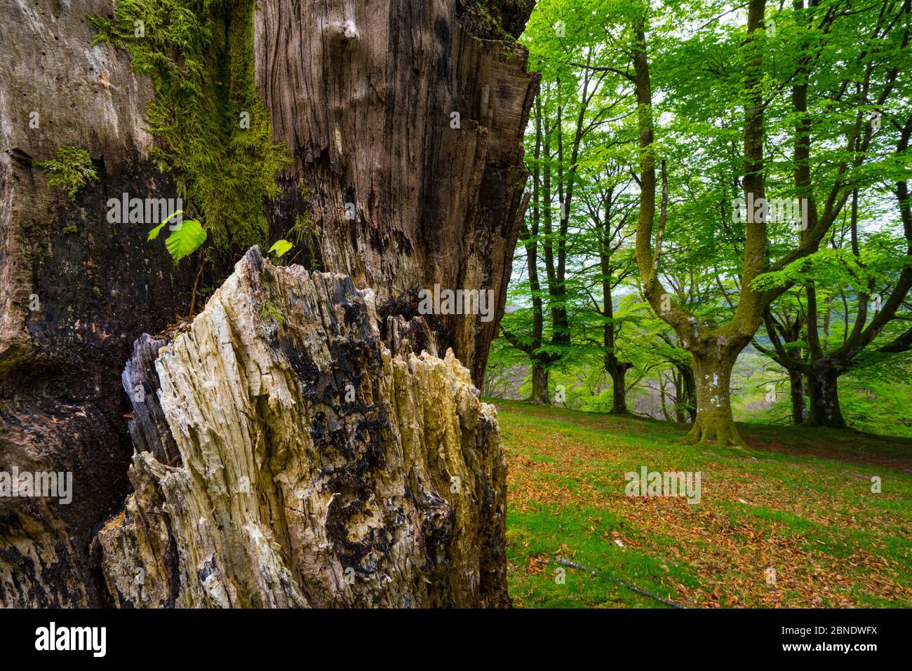 Tree trunk with moss hi-res stock photography and images - Alamy