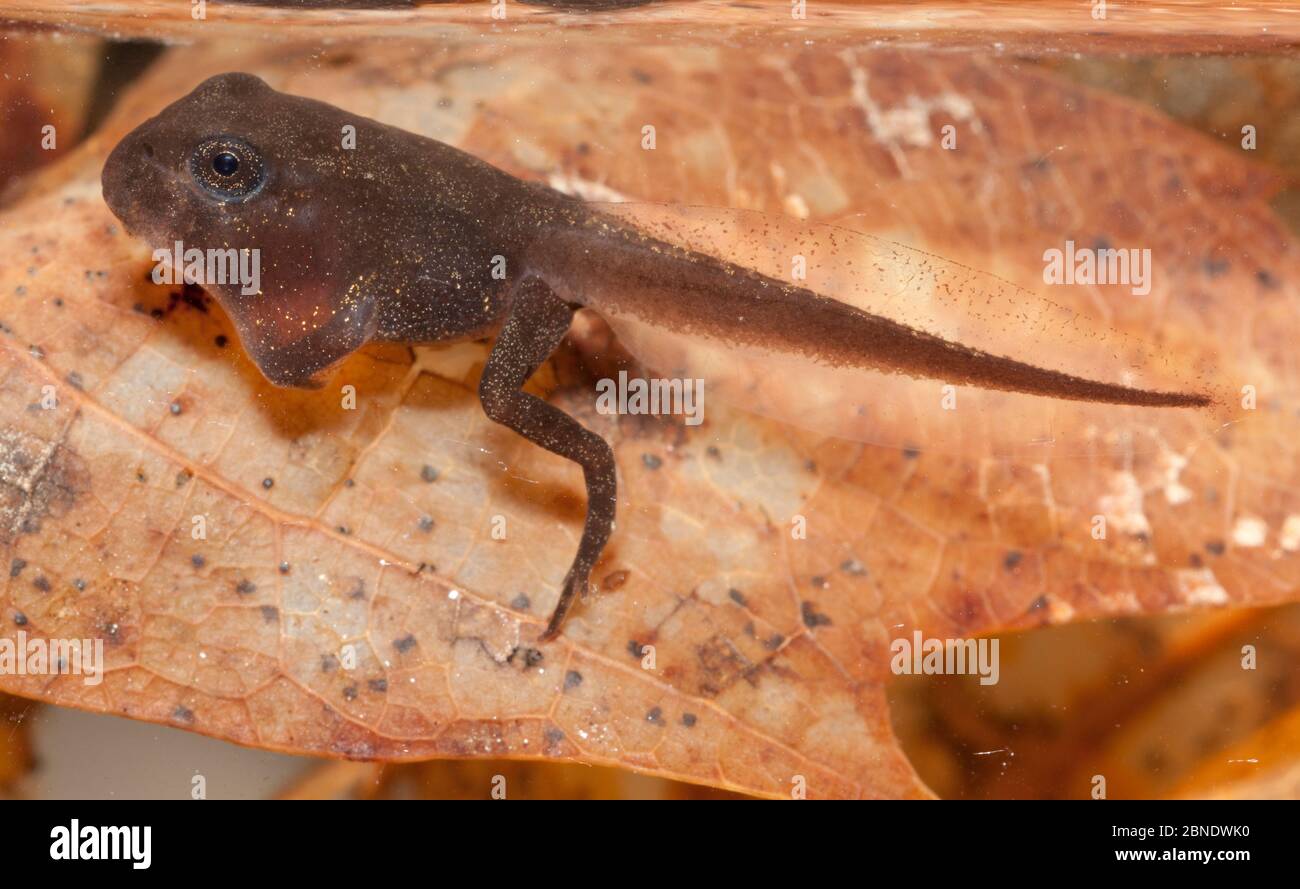 Toad life cycle hi-res stock photography and images - Alamy