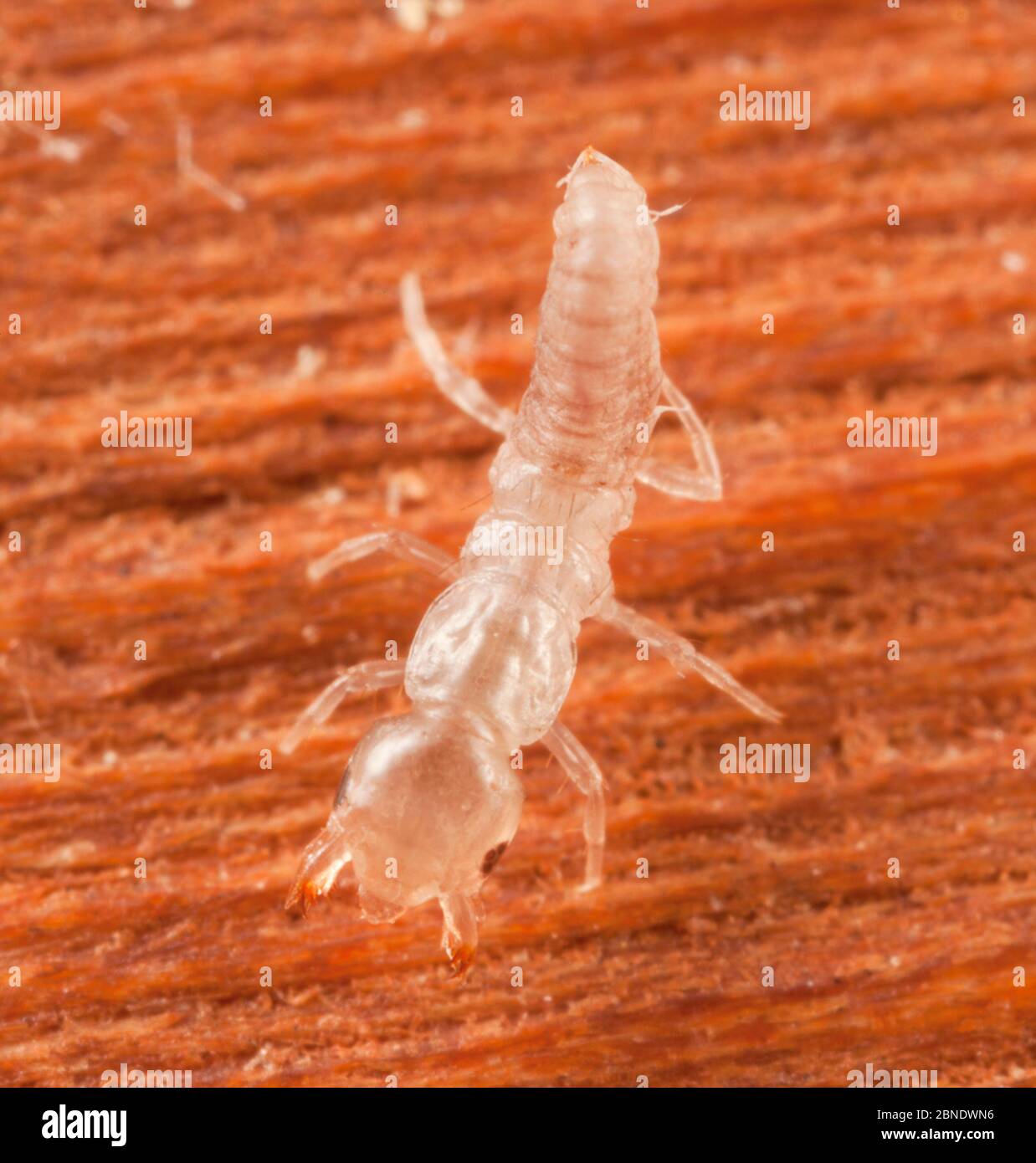 Fishfly (Corydalidae) Pine Barrens, New Jersey, USA, August Stock Photo ...