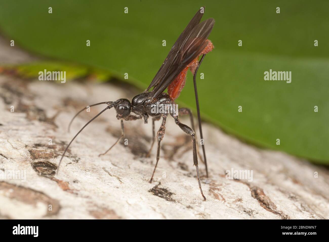 Brachonid wasp (Atanycolus) female ovipositing in beech log, New Jersey ...