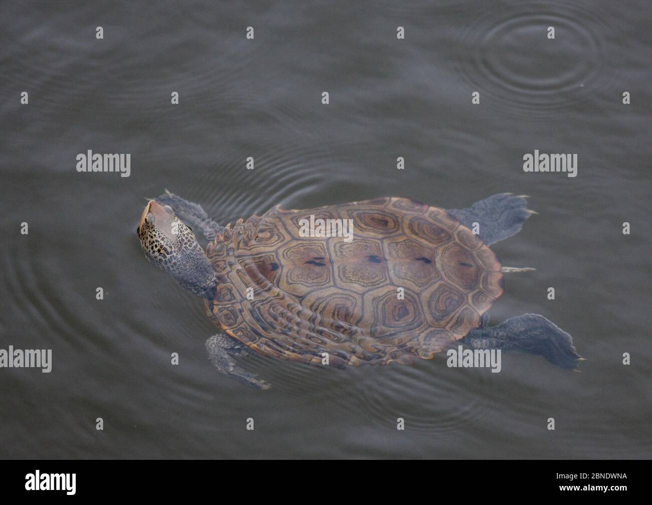 Diamondback terrapin (Malaclemys terrapin) swimming in salt marsh ...