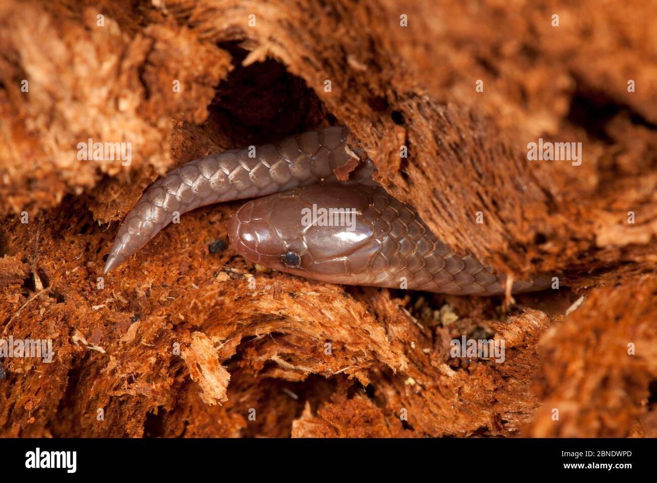 Worm snake hi-res stock photography and images - Alamy
